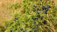 7 Juniper Extract Benefits And Side Effects - Perfect Health At Home
